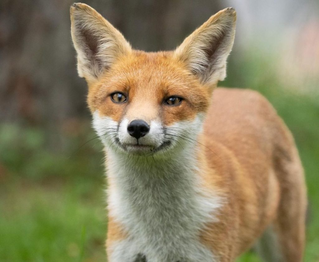 What to do about fox hunting? - Amateur Brain Surgery