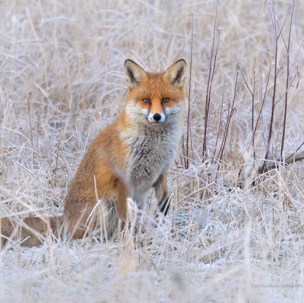 What to do about fox hunting? - Amateur Brain Surgery